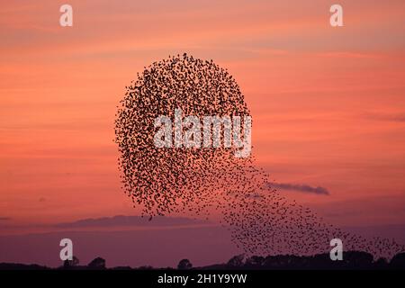 Starlings at Roost at Minsmere RSPB Reserve against a beautiful sunset ...