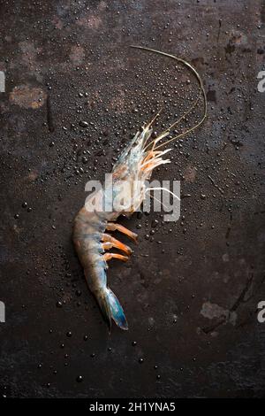 Bird's eye view of blue shrimp trawler boat fishing for shrimps at sea ...