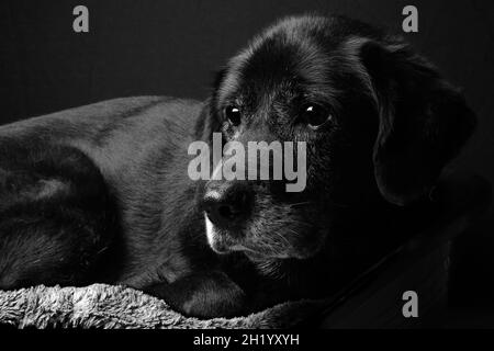 Archie - A Gentle Old Black Labrador Stock Photo - Alamy
