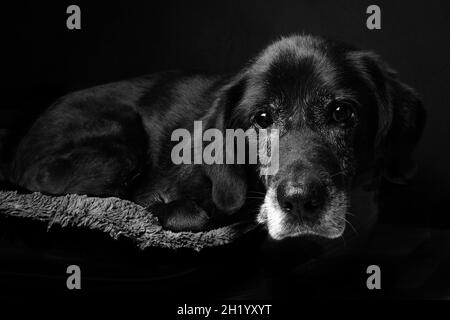 Archie - A Gentle Old Black Labrador Stock Photo - Alamy