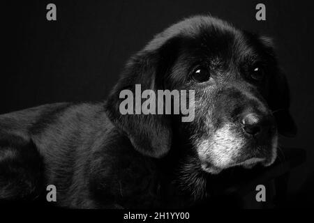 Archie - A Gentle Old Black Labrador Stock Photo - Alamy