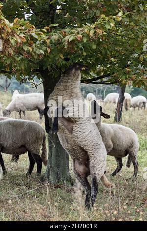 Ewe standing on hind legs to reach ivy above a garden wall while her ...