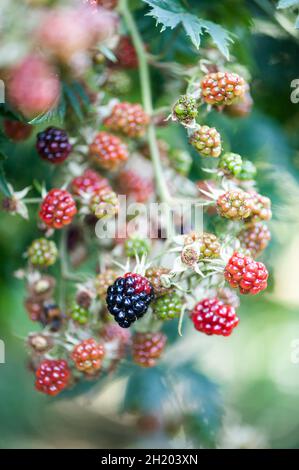 A fresh bramble shoot Stock Photo - Alamy