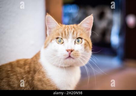 A red, tabby tom cat Stock Photo - Alamy