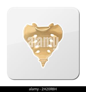 2d illustration of human skeleton . sacrum bone anatomy. icon Stock ...