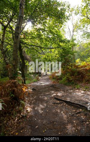 Church of St. Mary Magdalene, Chewton Mendip, Somerset, SW UK Stock ...
