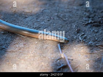 Closeup of a thunder snake crawling on the ground Stock Photo - Alamy