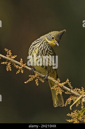 Striated Bulbul (Pycnonotus striatus striatus) adult, perched on twig ...