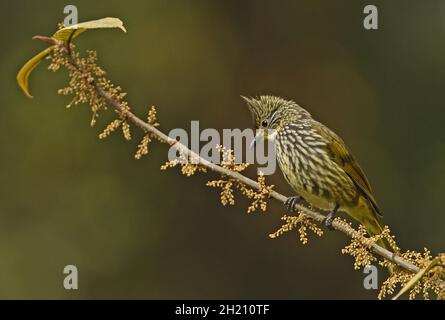 Striated Bulbul (Pycnonotus striatus striatus) adult, perched on twig ...