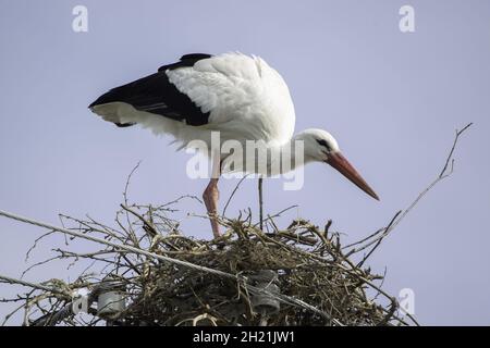 Stork nesting on an electric post on a sunny day Stock Photo - Alamy