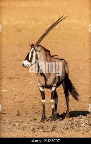Gemsbok or orix antelope at Kgalagadi Transfontier Park, South Africa ...