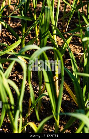 Closeup shot of spring onions growing on the ground - great for ...