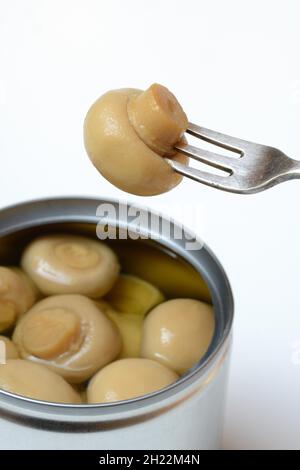Canned common mushroom (Agaricus bisporus) on fork and tin can Stock ...