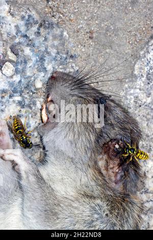 Dead Rat (Rattus) lying on the street with a fly, Berlin, Germany Stock ...