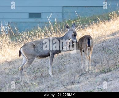 Black tailed Deer Doe Nuzzling Fawn Stock Photo - Alamy