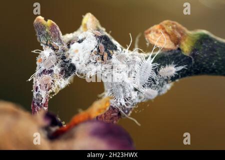 Closeup of a long-tailed mealybug - Pseudococcus longispinus ...