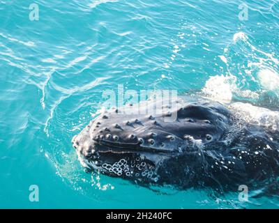 A closeup shot of a humpback whale swimming in the water Stock Photo ...