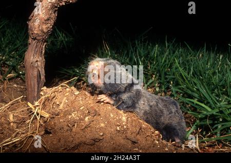Middle East blind mole-rat Stock Photo - Alamy