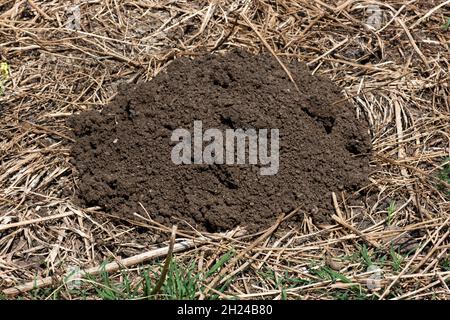 Mounds in a field dug by the Middle East blind mole-rat or Palestine ...