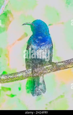 The Palestine sunbird (Cinnyris osea) is a small passerine bird of the ...