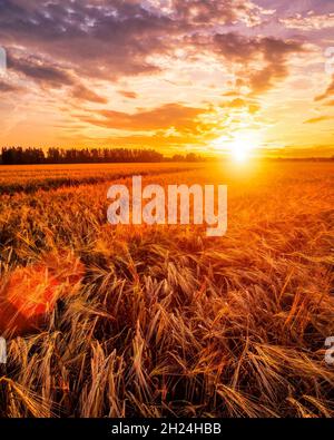 Rye field with golden ears and a dramatic cloudy sky Stock Photo - Alamy