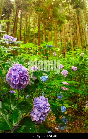 Pink hydrangea flowers with Yatadera Temple backdrop Stock Photo - Alamy