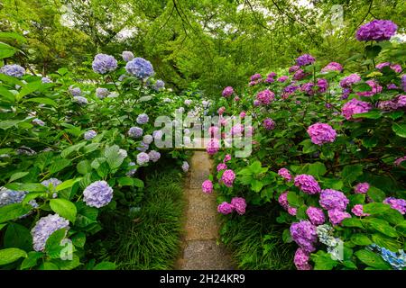 Bushes of blooming hydrangea flowers adorn pathway at Yatadera Temple ...