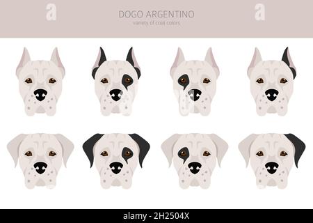 Dogo Argentino clipart. Different poses, coat colors set. Vector ...
