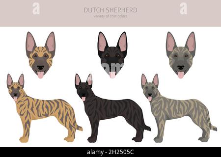 Dutch shepherd clipart. Different poses, coat colors set. Vector ...