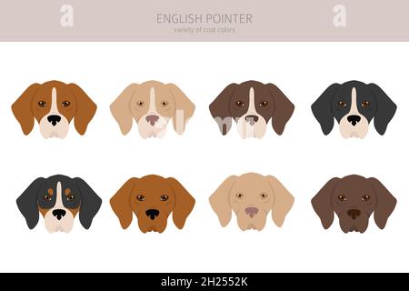 English pointer clipart. Different poses, coat colors set. Vector ...