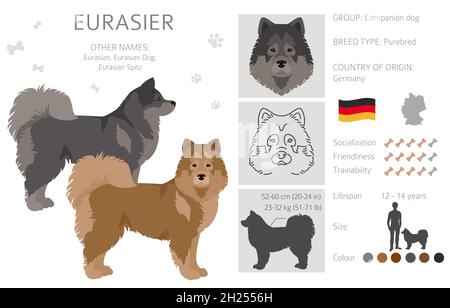 Eurasier dog clipart. Different poses, coat colors set. Vector ...