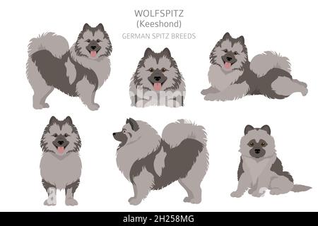 German spitz, Wolfspitz clipart. Different poses, coat colors set. Vector illustration Stock ...