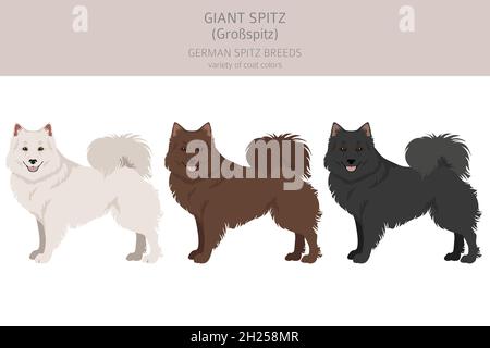 German spitz, Giant spitz clipart. Different poses, coat colors set ...