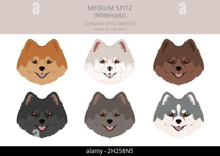 German spitz, Medium spitz clipart. Different poses, coat colors set ...