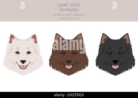 German spitz, Giant spitz clipart. Different poses, coat colors set ...