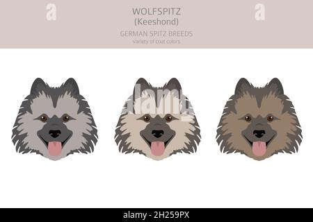 German spitz, Wolfspitz clipart. Different poses, coat colors set. Vector illustration Stock ...