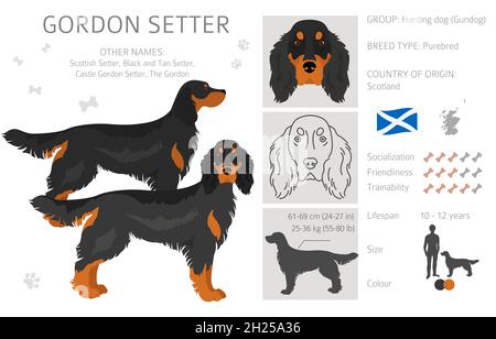 Gordon setter clipart. Different poses, coat colors set. Vector ...