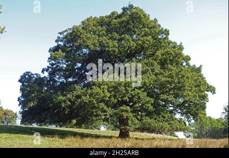 Mature large oak tree in full leaf Stock Photo - Alamy