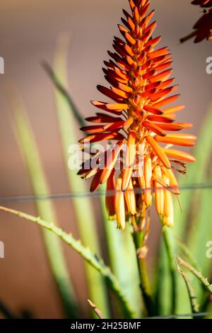 Krantz Aloe Aloe arborescens, Inkalane with it's orange flower Stock ...