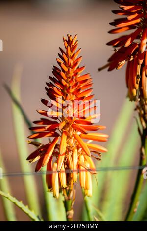 Krantz Aloe Aloe arborescens, Inkalane with it's orange flower Stock ...