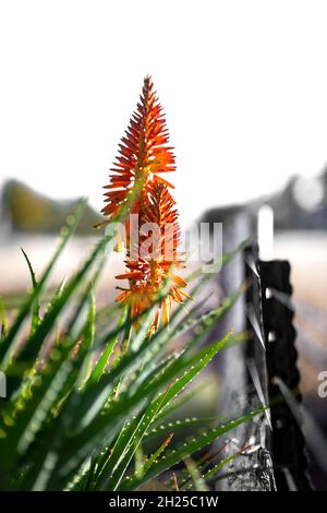 Krantz Aloe Aloe arborescens, Inkalane with it's orange flower Stock ...