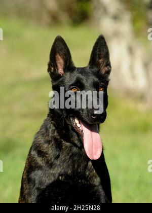 Dutch Shepherd Dog Netherlands adult stand standard face portrait ...