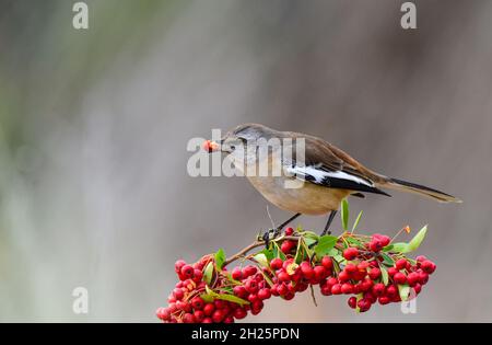 White banded Mockingbird, Mimus triurus, in Pampas grass environment ...