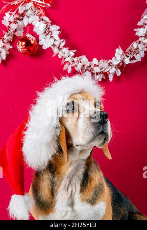 Dog in Christmas decorated background with Santa Claus hat looking at ...