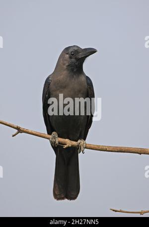 House crow (Corvus splendens), adult feeding on the wound of the broken ...