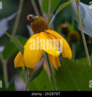 Cutleaf Coneflower flower, yellow species of Coneflowers (Rudbeckia ...