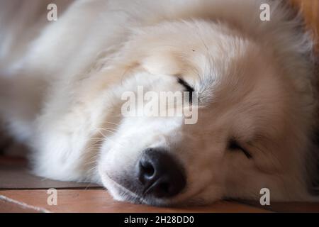 Pyrenean Mountain Dog sleeping © Wojciech Strozyk / Alamy Stock Photo ...