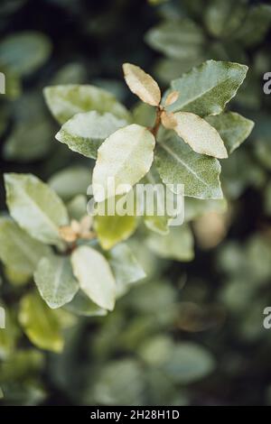 Elaeagnus pungens is a species of flowering plant in the family ...