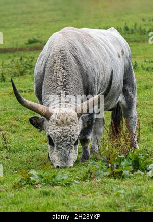 Hungarian grey cattle (Bos primigenius taurus hungaricus) rests in the ...