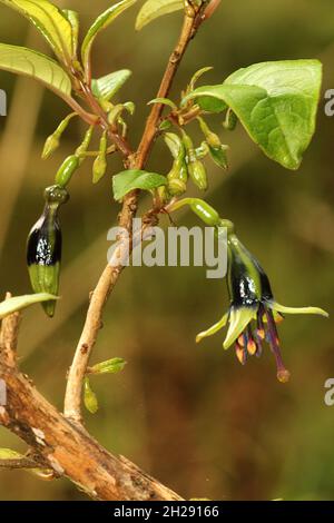 New Zealand tree fuchsia flowers (Fuchsia exorticata Stock Photo - Alamy